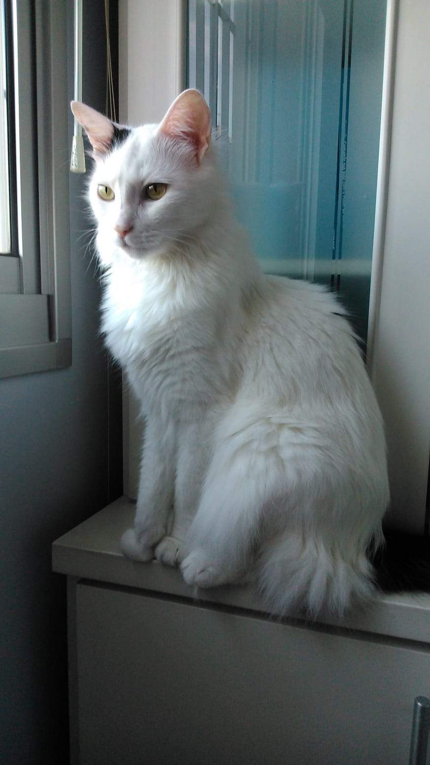 Como entender e cuidar melhor do seu felino